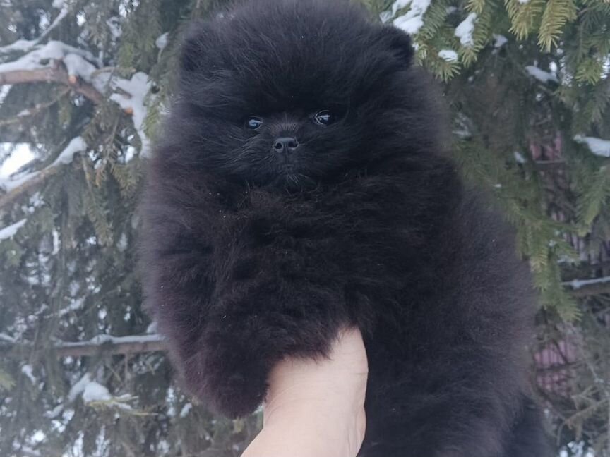 Щенок шпица редкого окраса