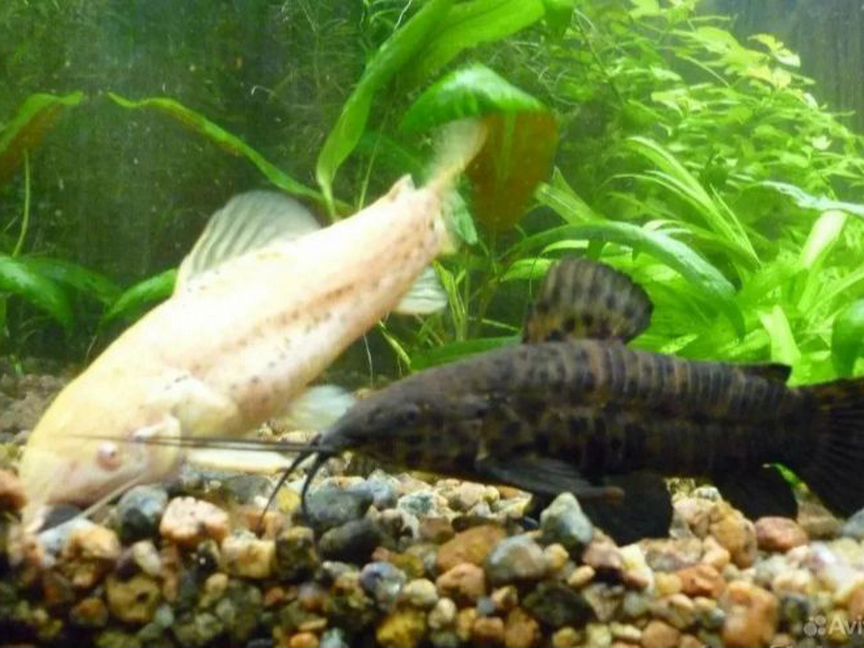 Сомик таракатум