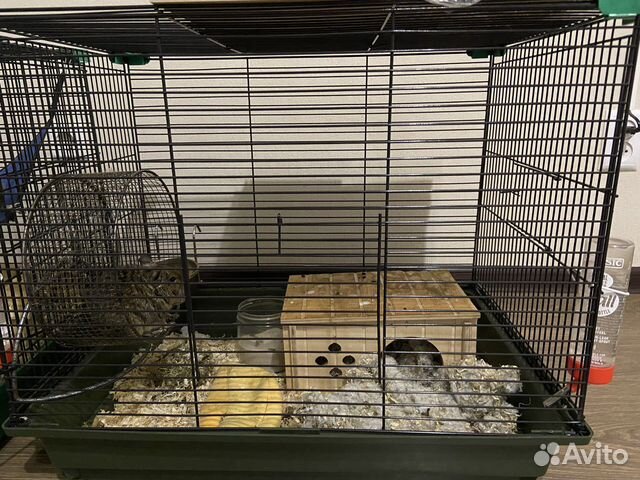 Белка дегу с клеткой