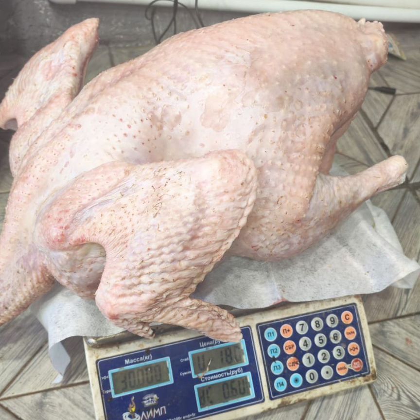 Индюки домашние