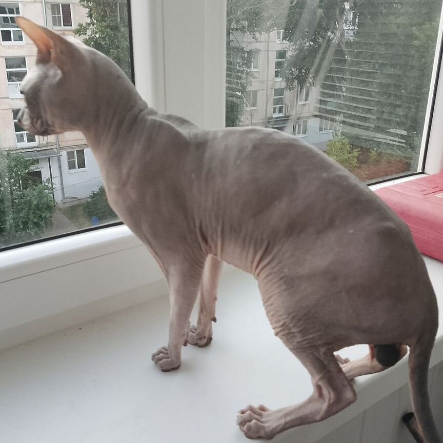 Египетская мау, кот вязка