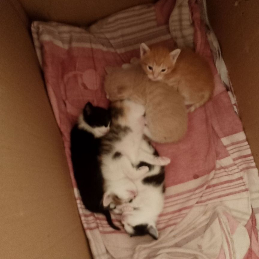 Котята в добрые руки бесплатно