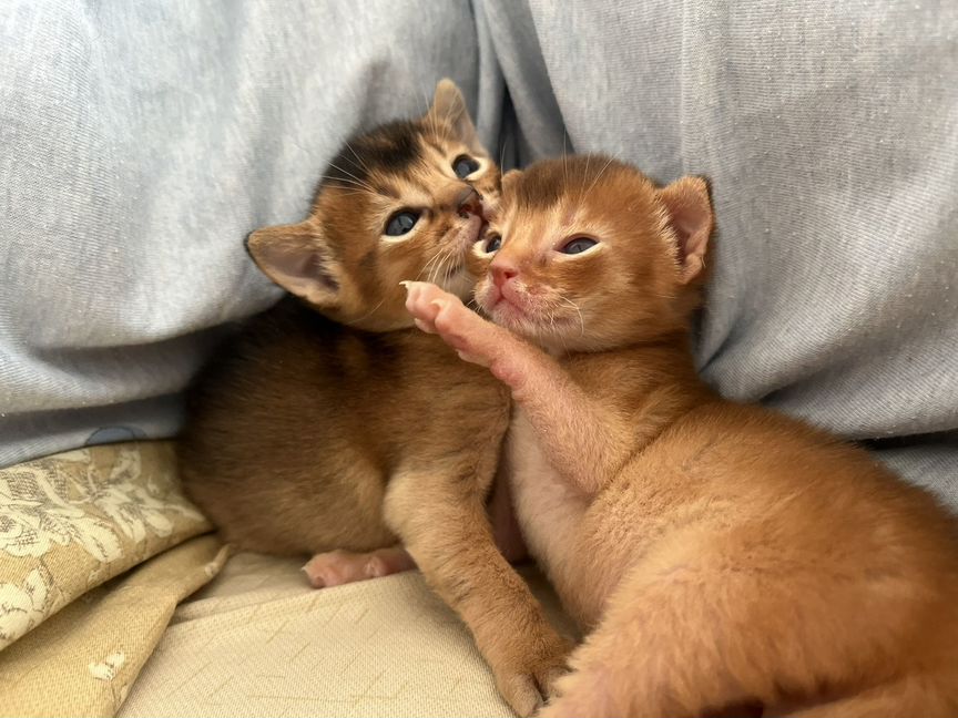 Абиссинские котята
