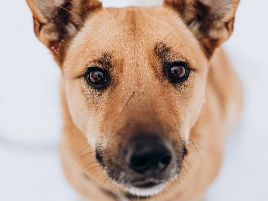 Встречайте Арамиса