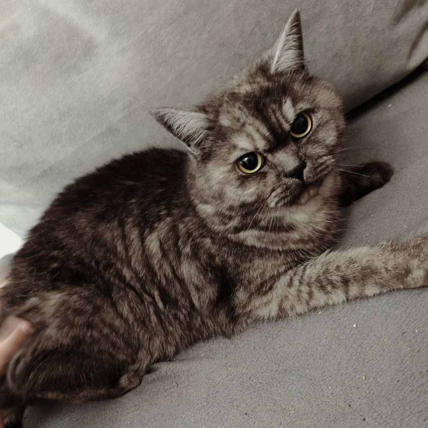 Шотландский прямоухий длинношёрстный кот, взрослый