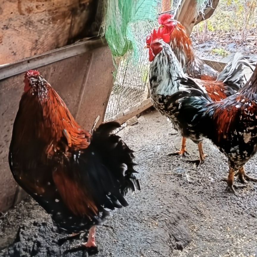 Ливенская порода петухов