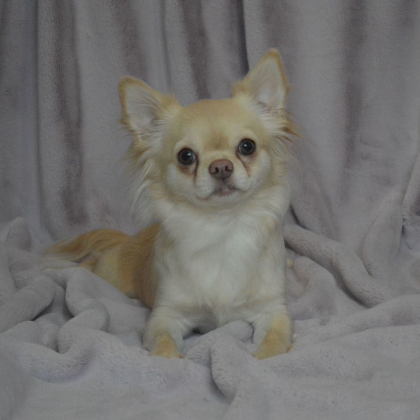 Девочка чихуахуа