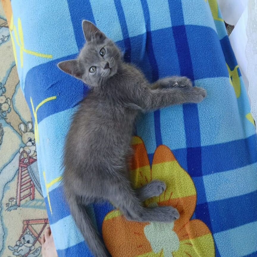 Котята в добрые руки бесплатно