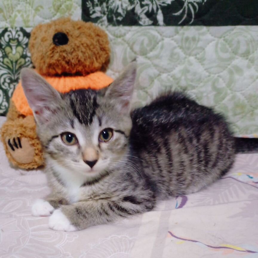 Котенок Мила
