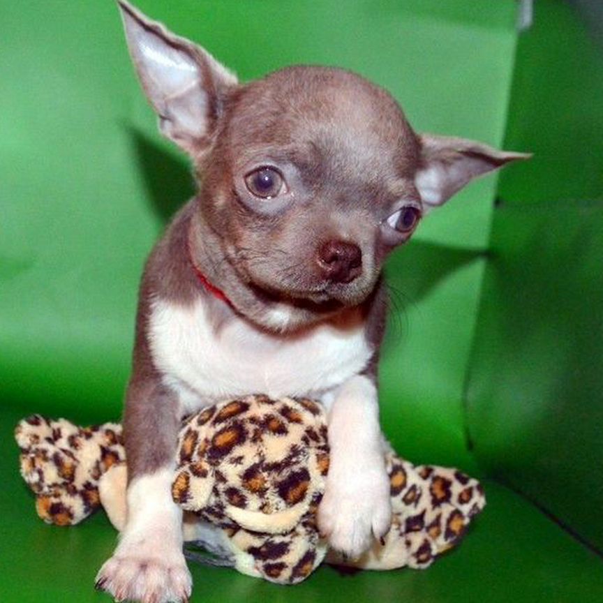 Чихуахуа, щенок