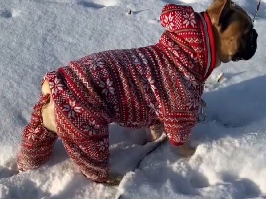 Комбинезон для собак