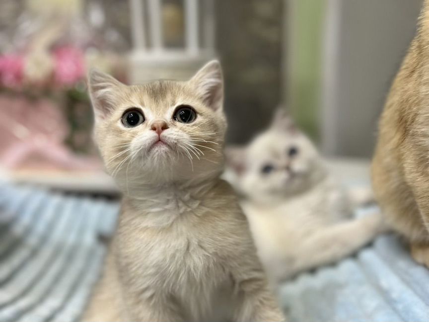 Шотландский котик голубое золото