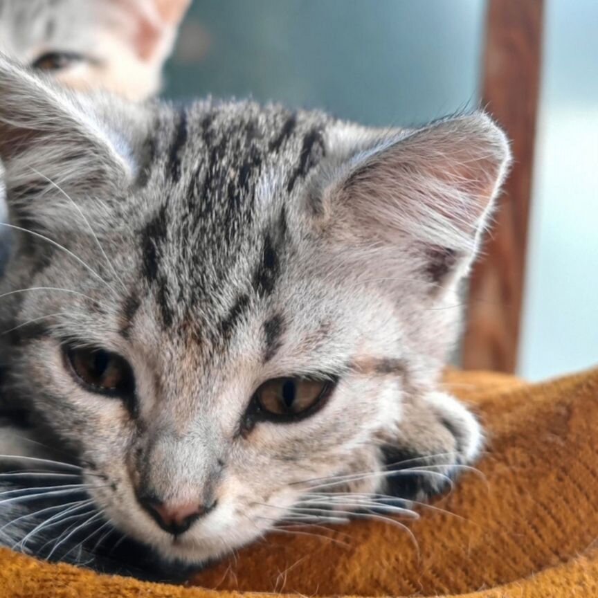 Котенок котенок котенок