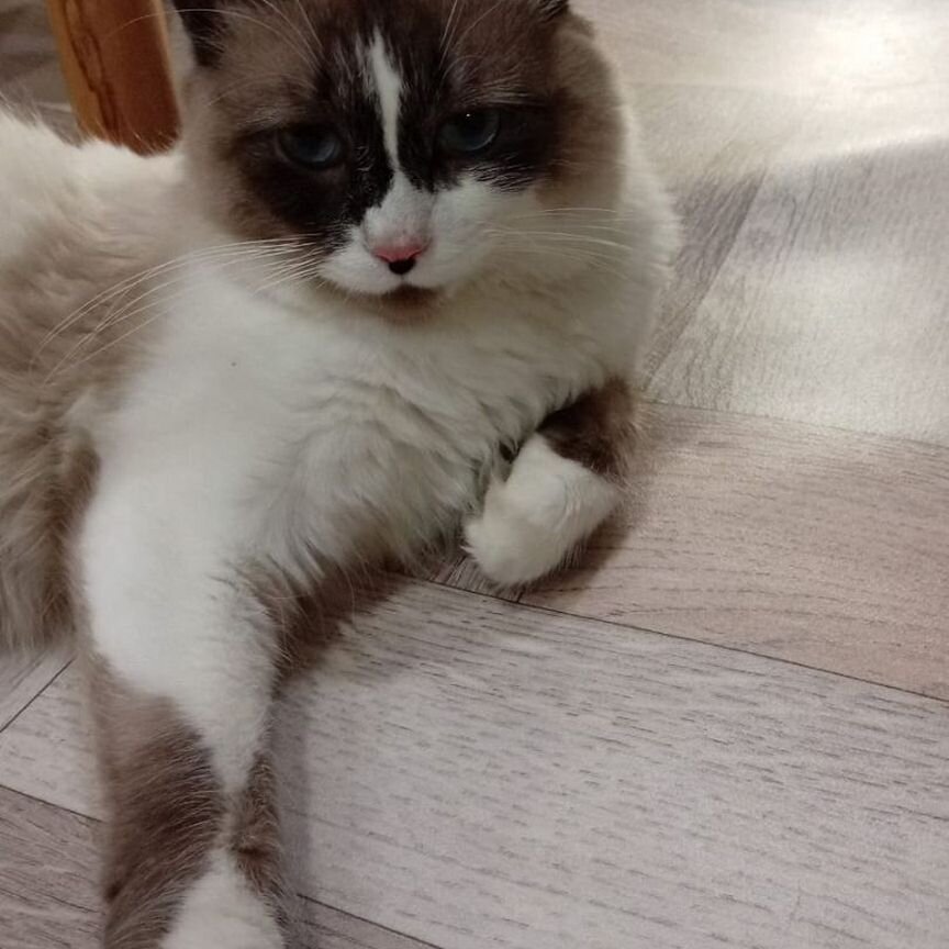 Котик