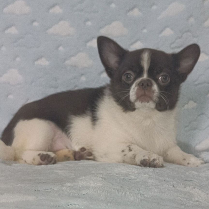 Чихуахуа курносый мальчик