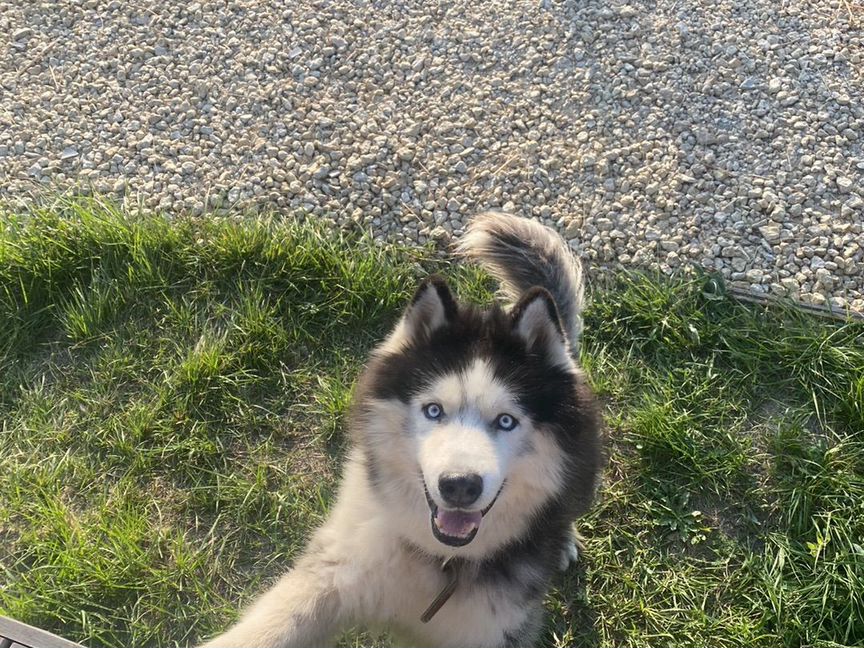 Сибирский хаски