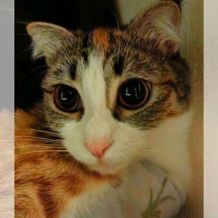 Шотландская вислоухая короткошёрстная, взрослая кошка