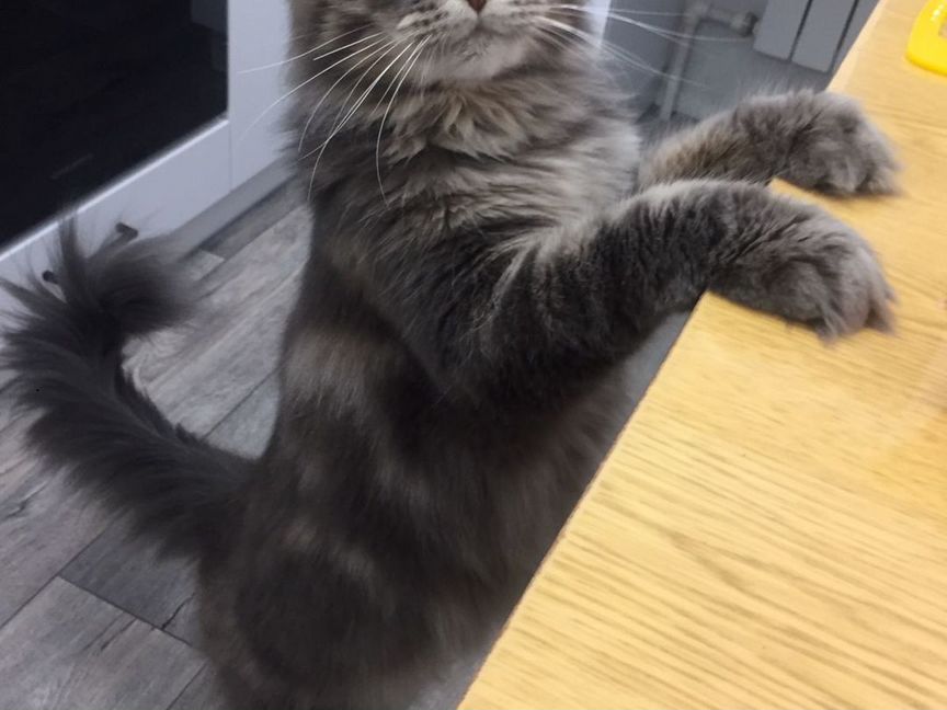 Вязка, Мейн-кун хочет киску