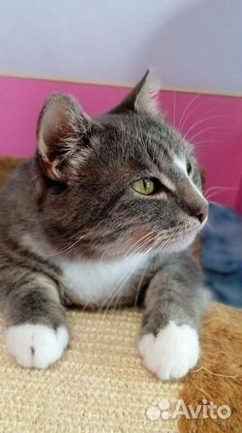 Кошка никому не нужна