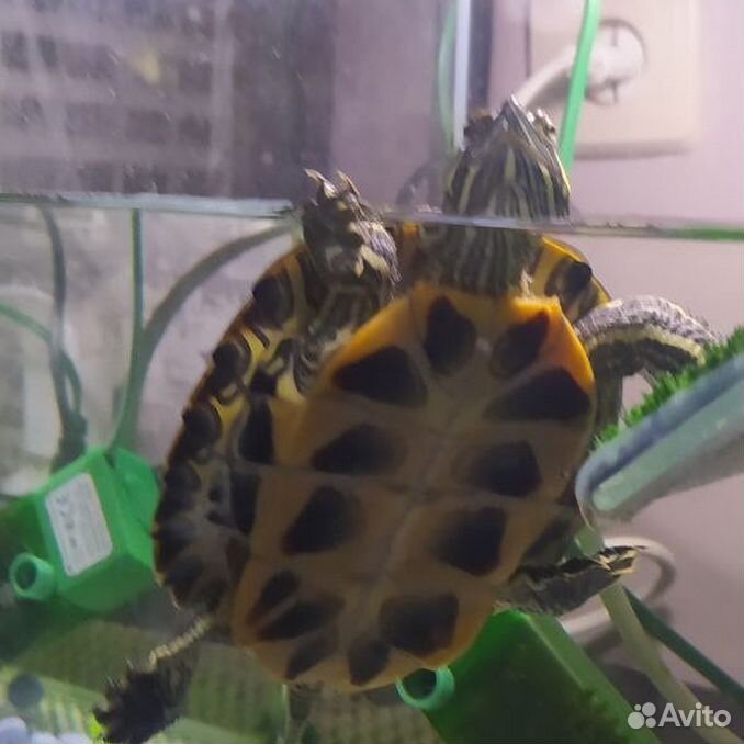 Черепаха красноухая с черепашником бесплатно