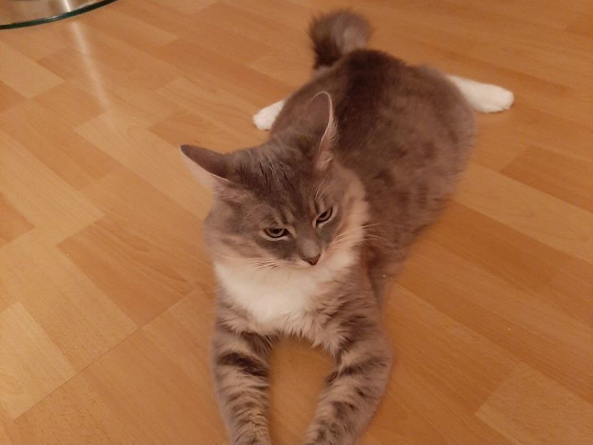 Добрый котик ищет дом