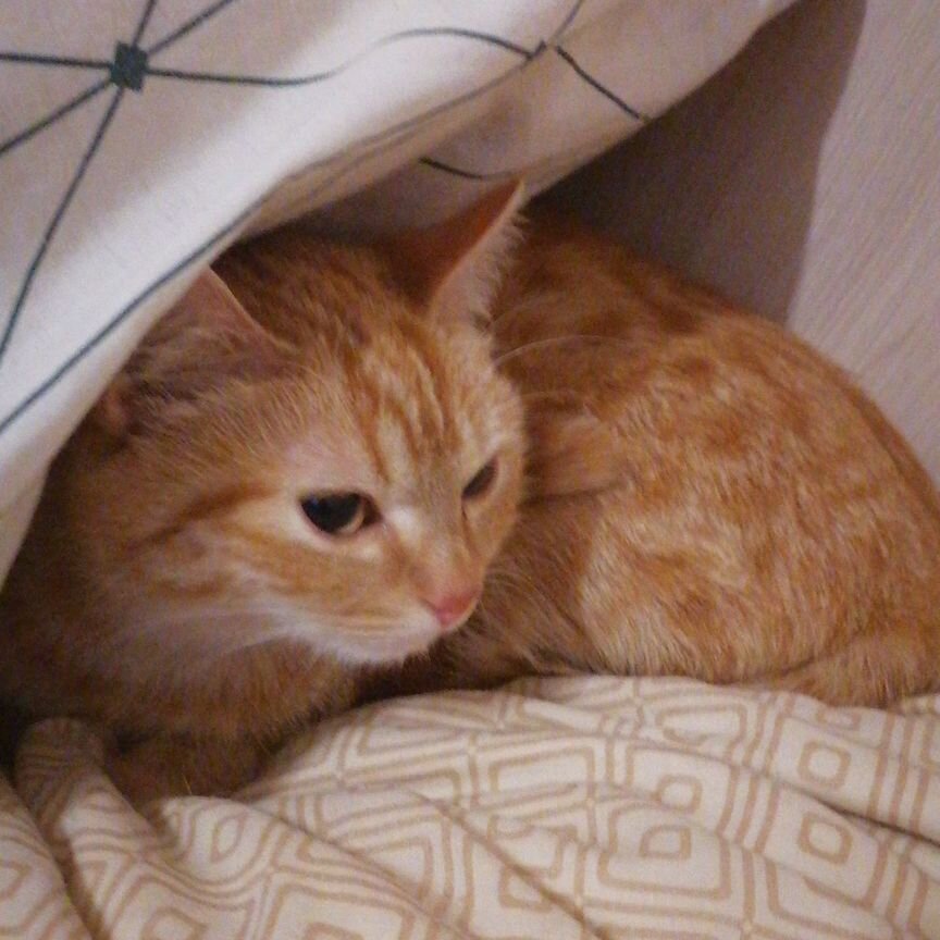 Кошка девочка