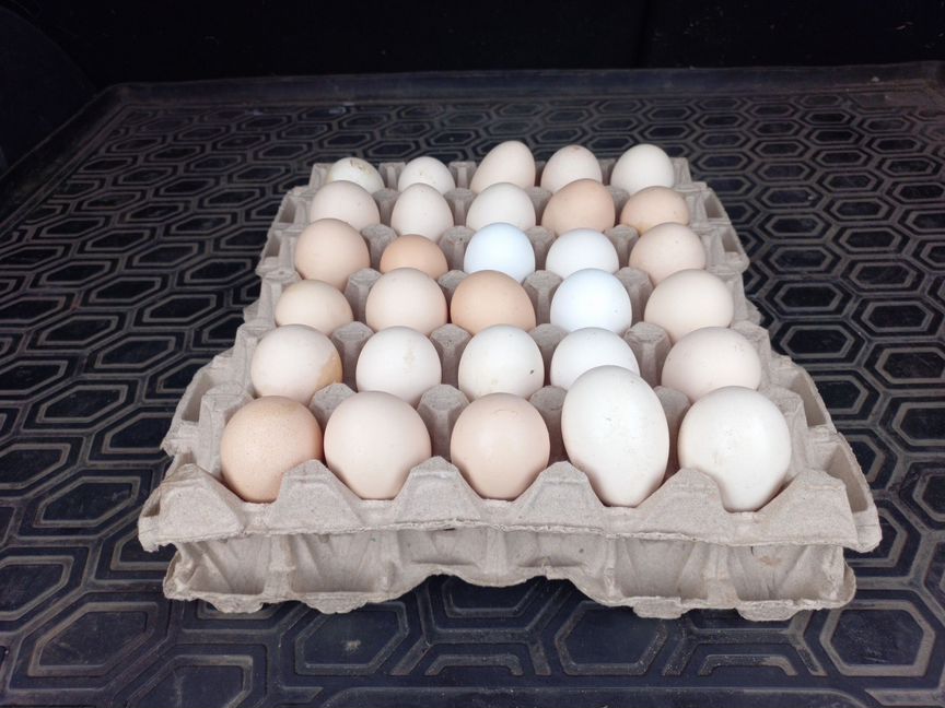 Инкубационное яйцо куриное индоутка