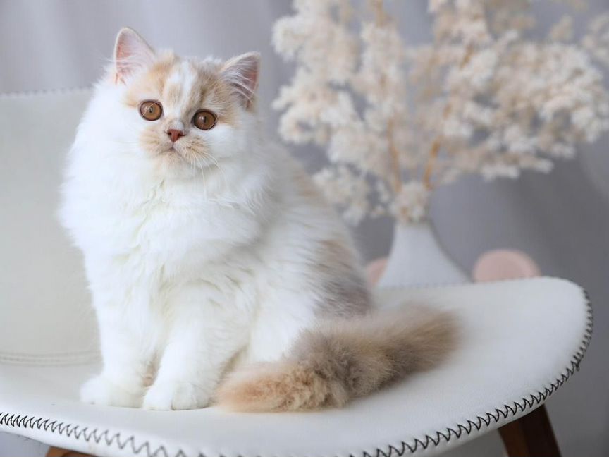 Британская длинношерстная кошечка