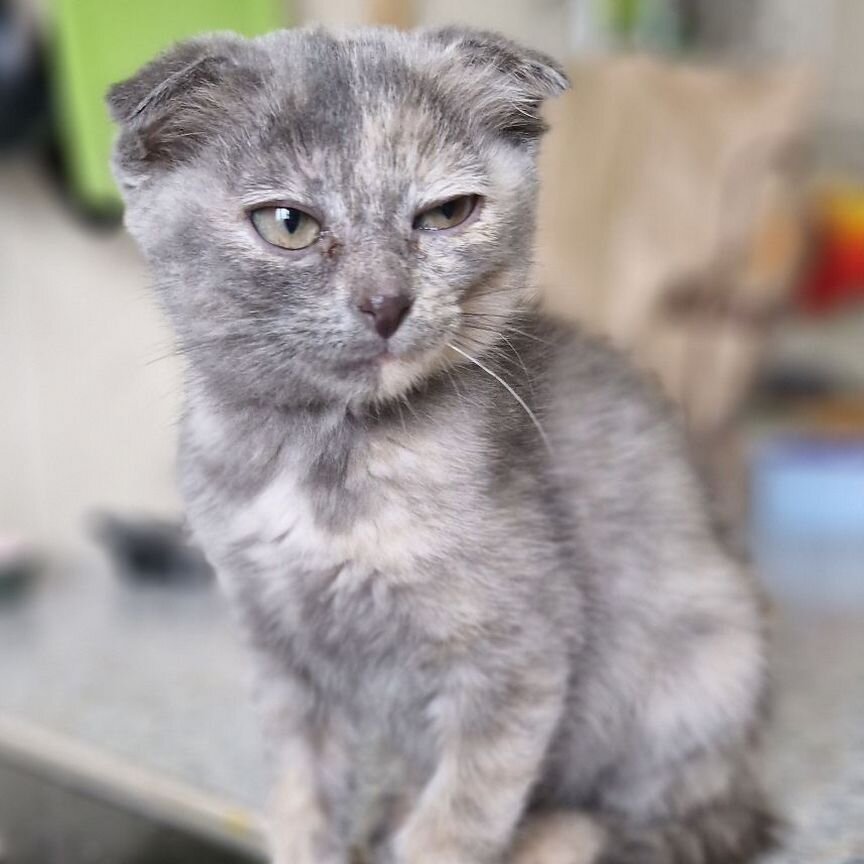 Котята в добрые руки бесплатно