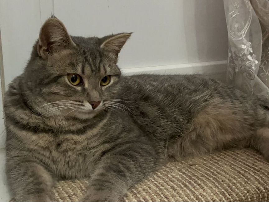 Найдена кошка