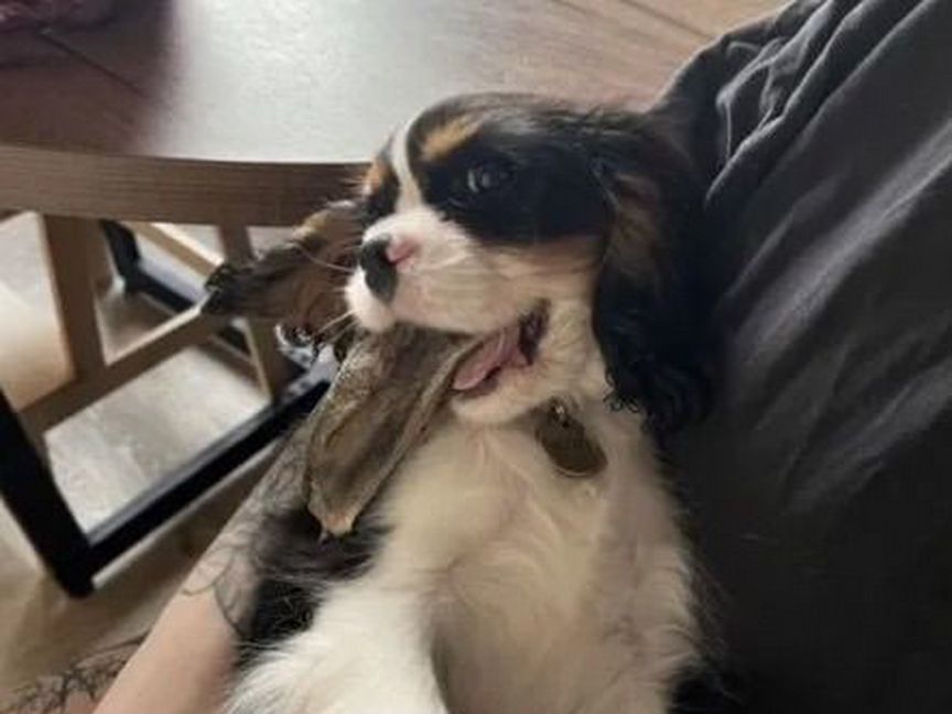 Кавалер кинг чарльз спаниель щенок