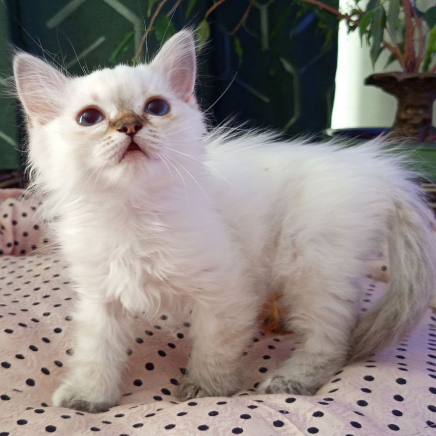 Рэгдолл котёнок