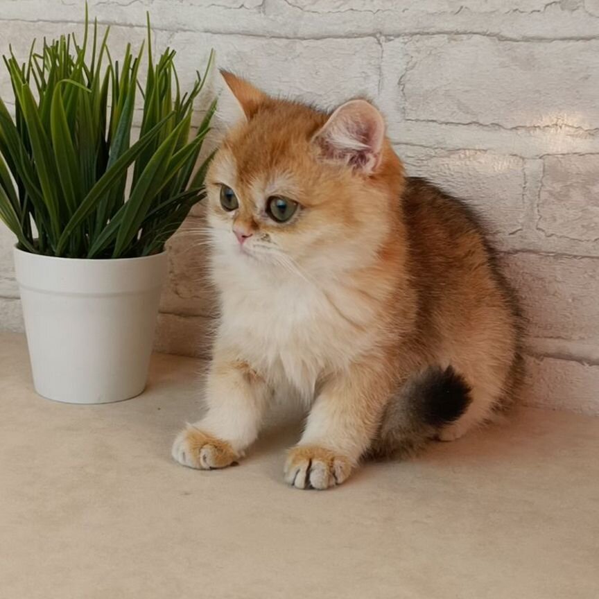 Британчик мальчик