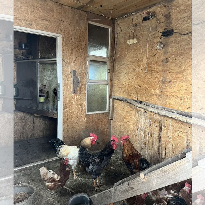 Петушки на племя