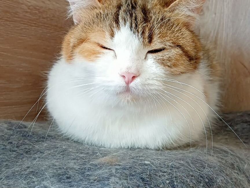 Кошка ищет дом