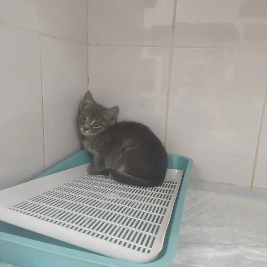 Котята и кошка в беде
