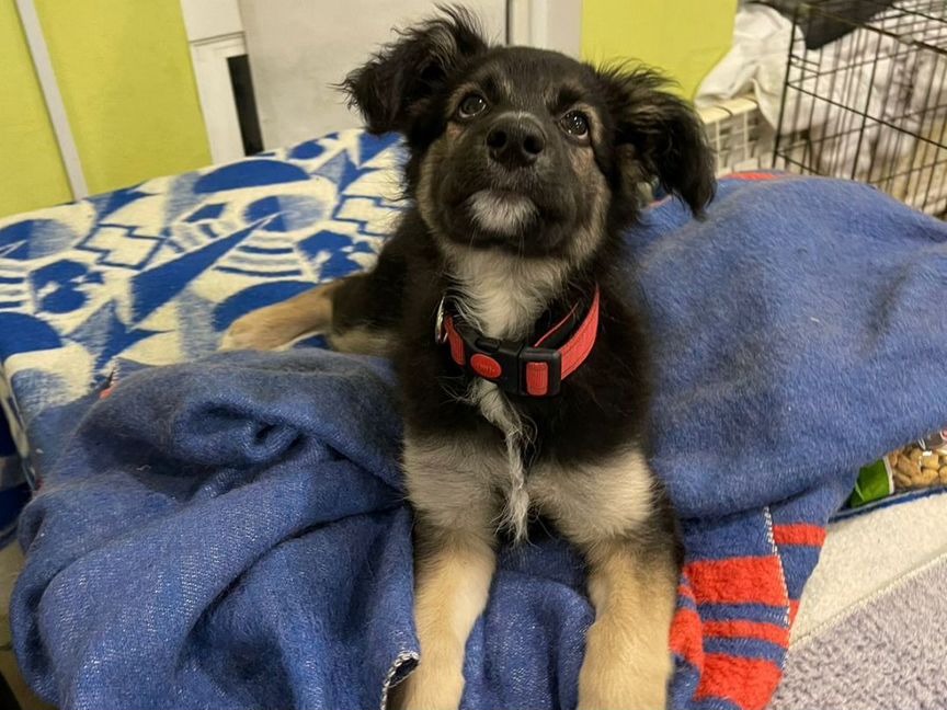 Ласковый щенок Митя ищет дом