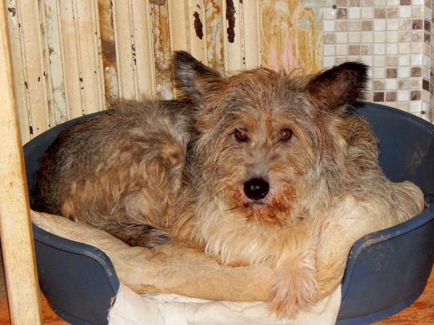 Давно живёт в приюте замечательный пес