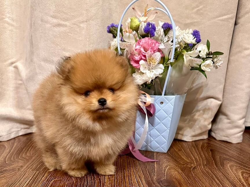 Померанский шпиц мальчик 16.03.2024г