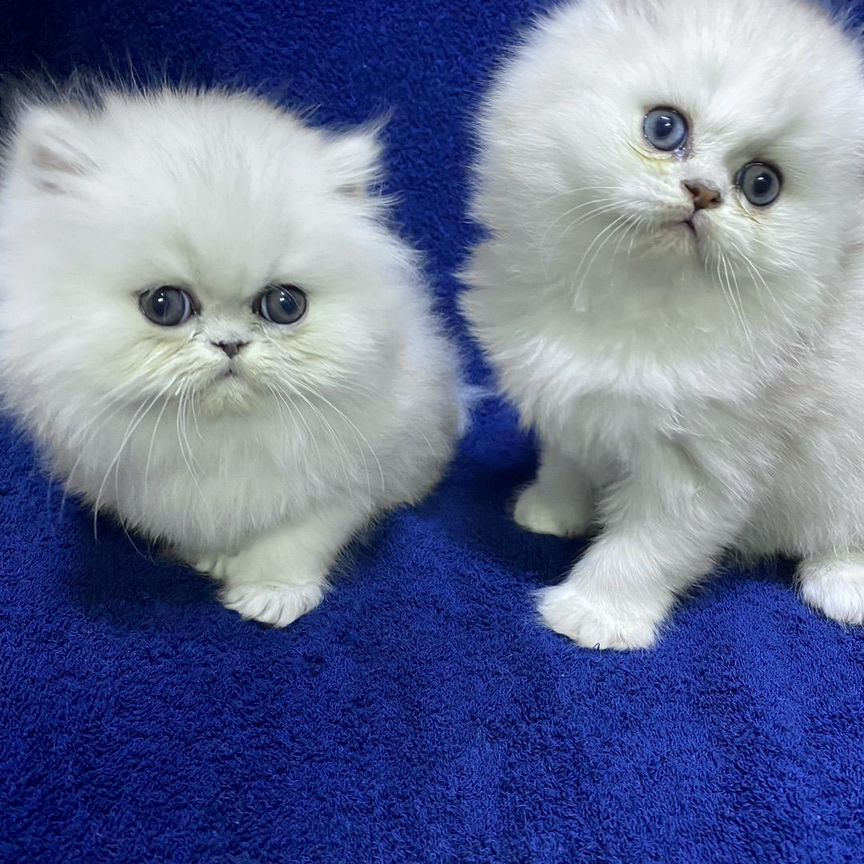 Персидские котята