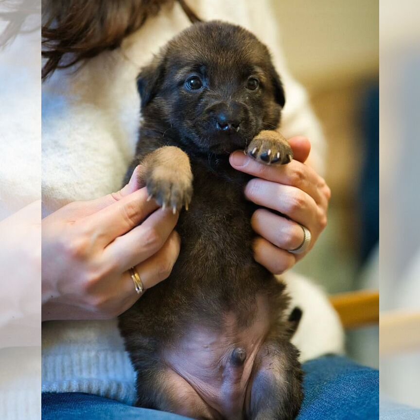 Щенок в добрые руки