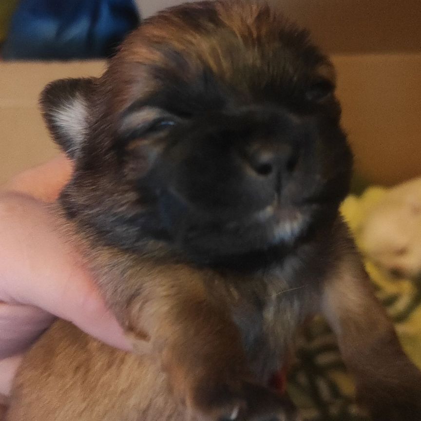 Чихуахуа, щенок