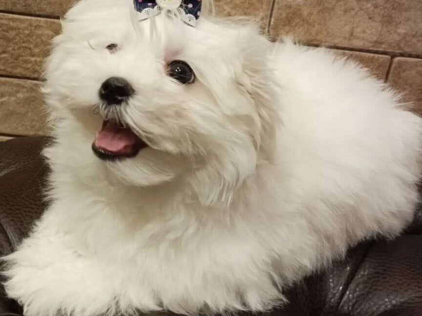 Мальтийская болонка мини, щенок мальтезе