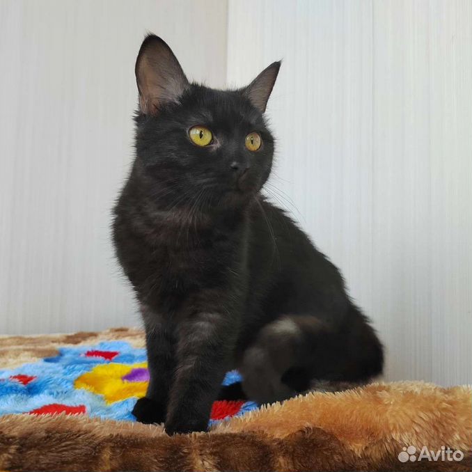 Кошечка. 7-8 мес. Стерилизована