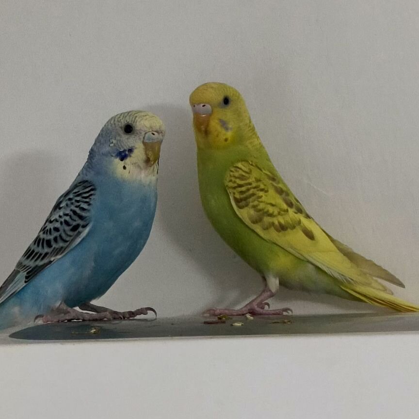 Птенцы волнистый попугай