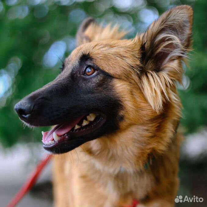 Щенок в добрые руки, Манго ищет семью