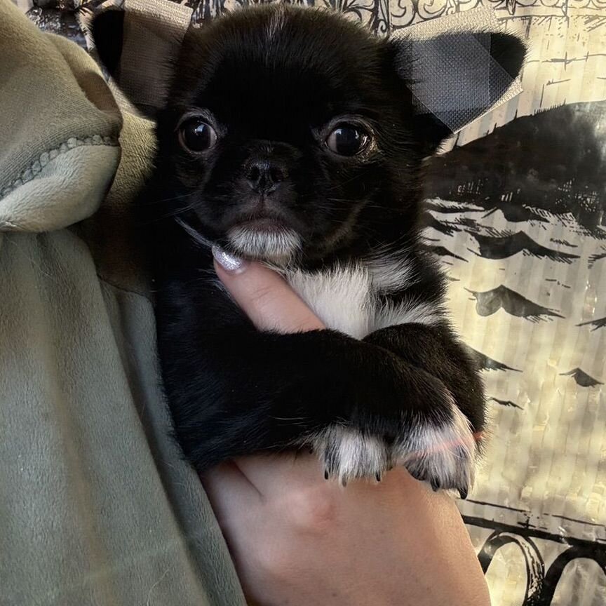 Чихуахуа, щенок