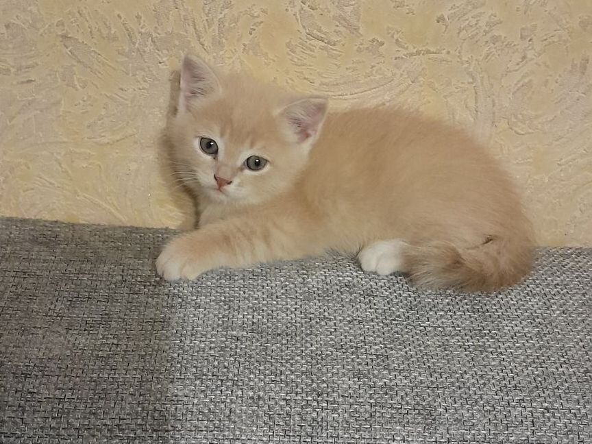 Кошки