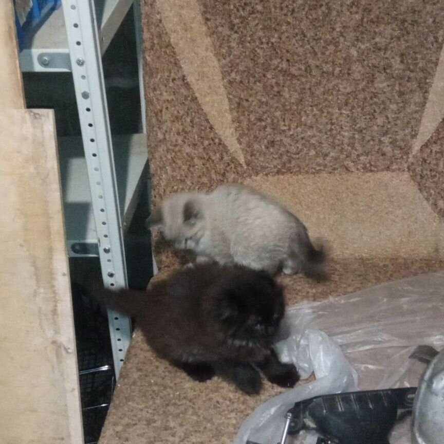 Котята в добрые руки мальчики