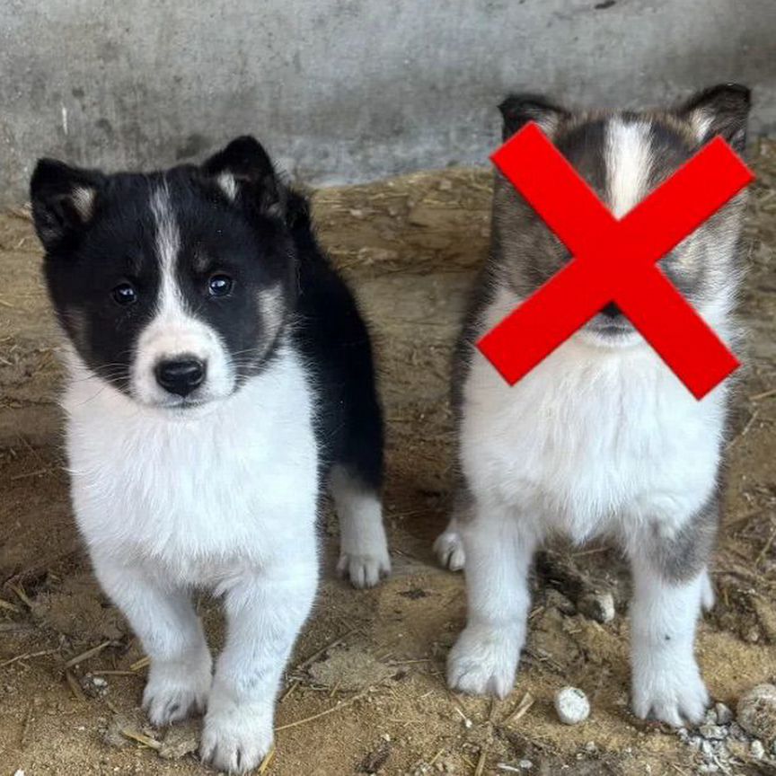 Западносибирская лайка, щенок